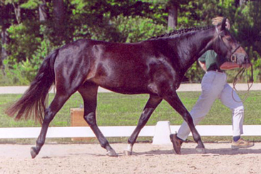 Paradox Connemaras - Mares: Cricket O'Carolan